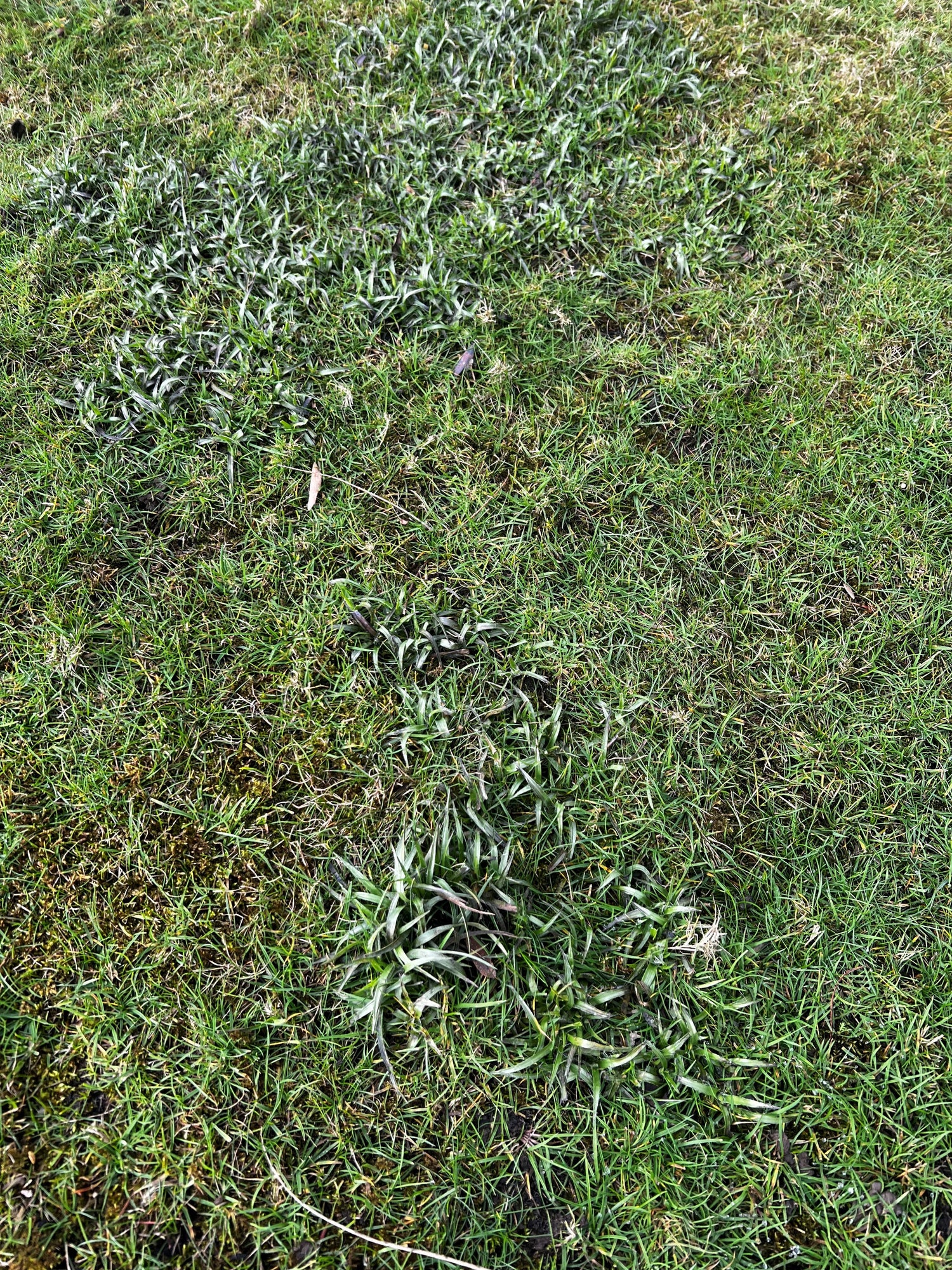 Battling Woodrush in Your Lawn: Identification, Conditions and Managem ...